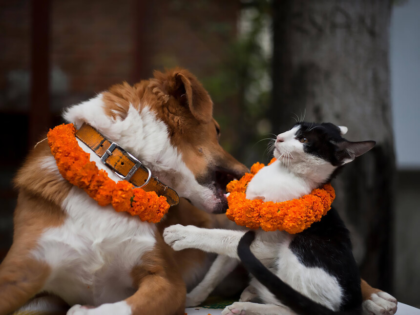 How dogs are redefining life in Kashmir | Meer