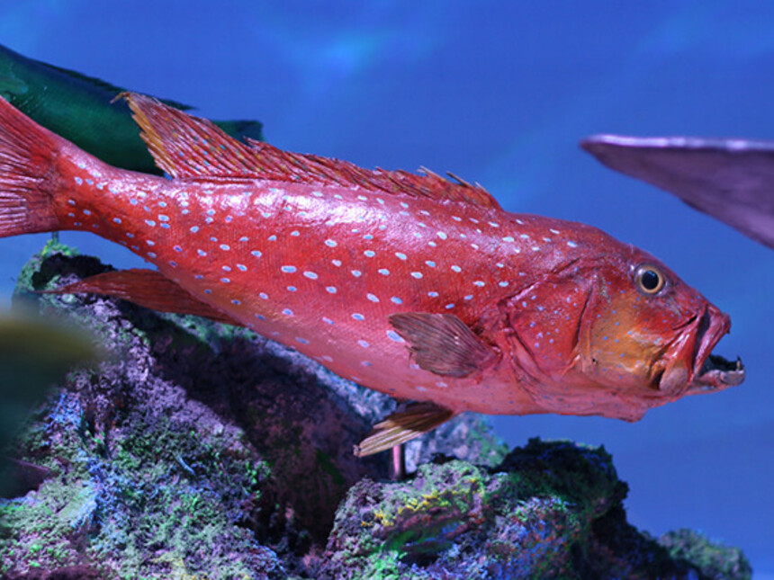 Atlantic Indo Pacific | Meer